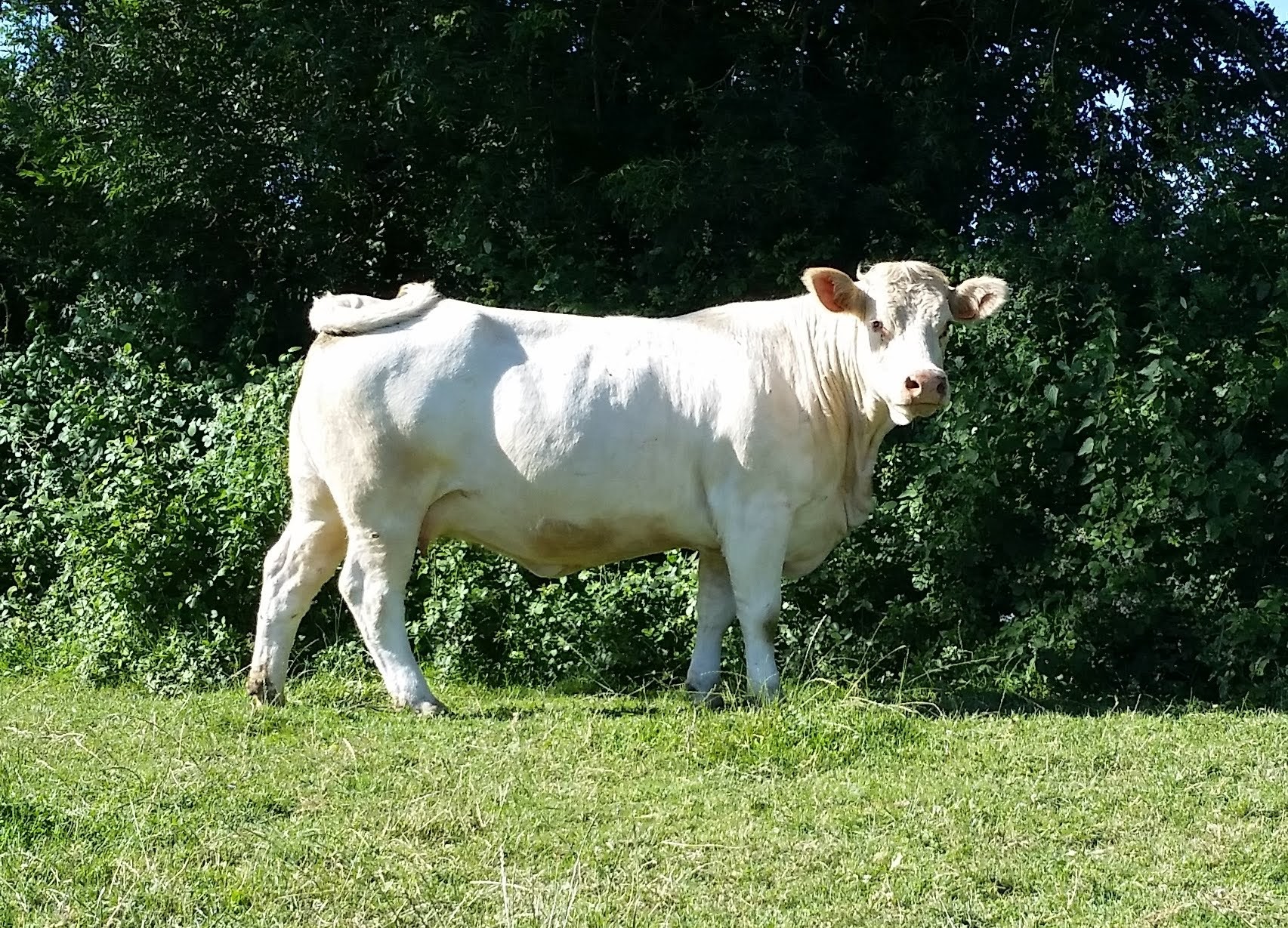 Élevage bovin Mâcon - Polyculture, éleveur vache